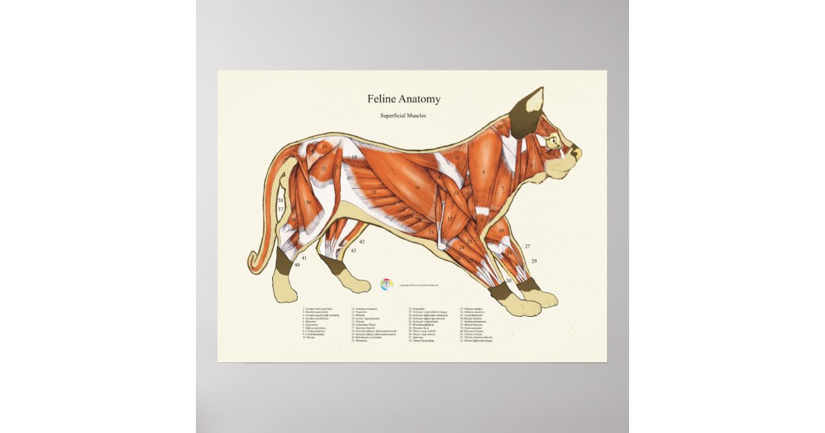 Affiche Anatomie des muscles de chat - Organigramme vétéri | Zazzle.fr