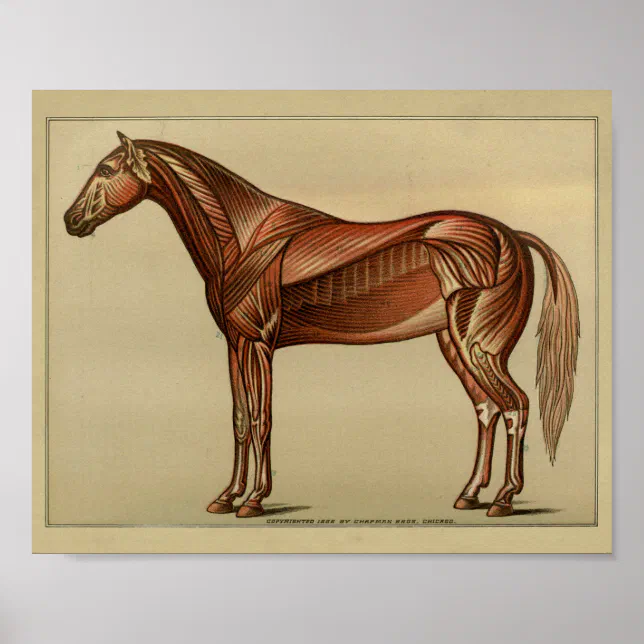 Affiche Anatomie des muscles du cheval Imprimer | Zazzle.fr