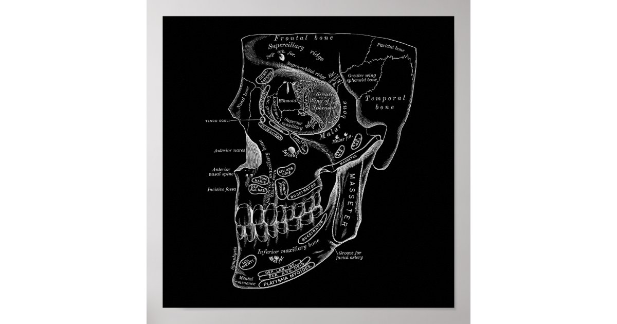 Affiche Anatomie des os visage crâne Illustration Vieux Mé | Zazzle.fr