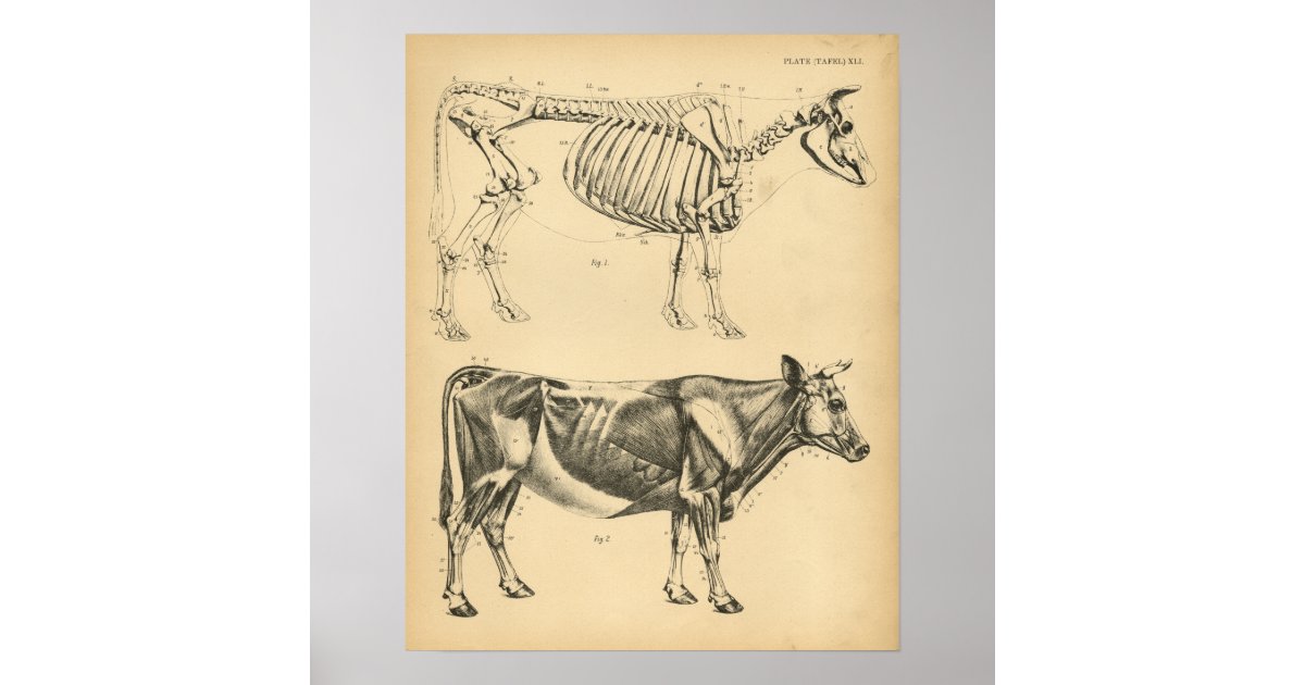 Affiche Anatomie musculaire de la vache Ox Skeleton 1908 I | Zazzle.fr
