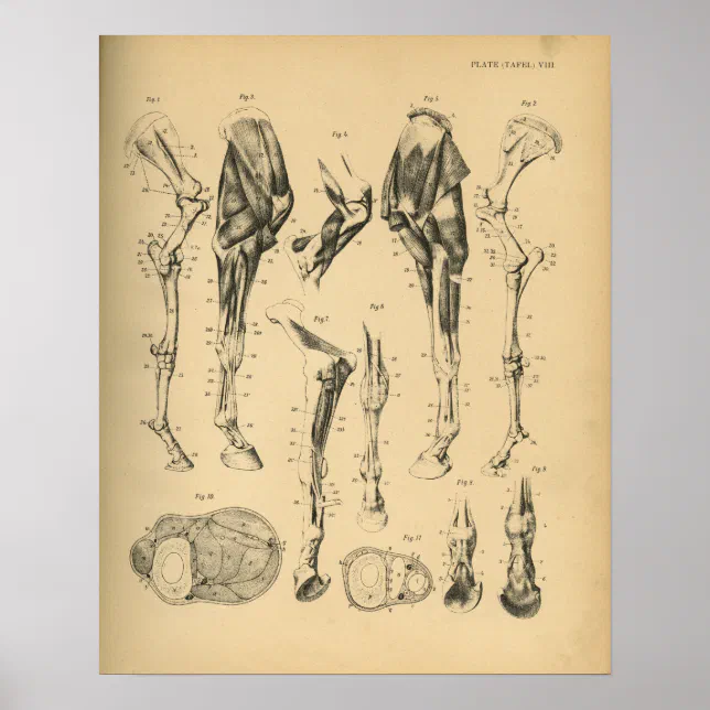 Affiche Anatomie musculaire des os de jambe de cheval 1908 | Zazzle.fr