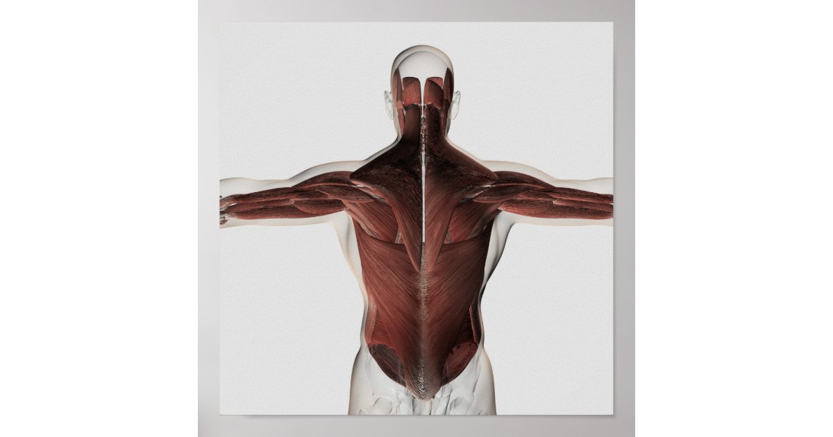 Affiche Anatomie Musculaire Masculine Du Dos Humain 2 | Zazzle.fr