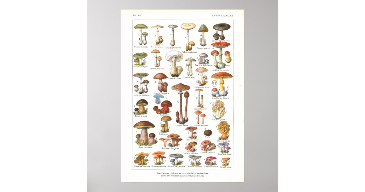 Affiche Champignons comestibles Français Poisonous Variété | Zazzle.fr