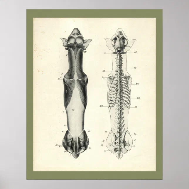 Affiche Chien Squelette colonne vertébrale Muscles Anatomi | Zazzle.fr