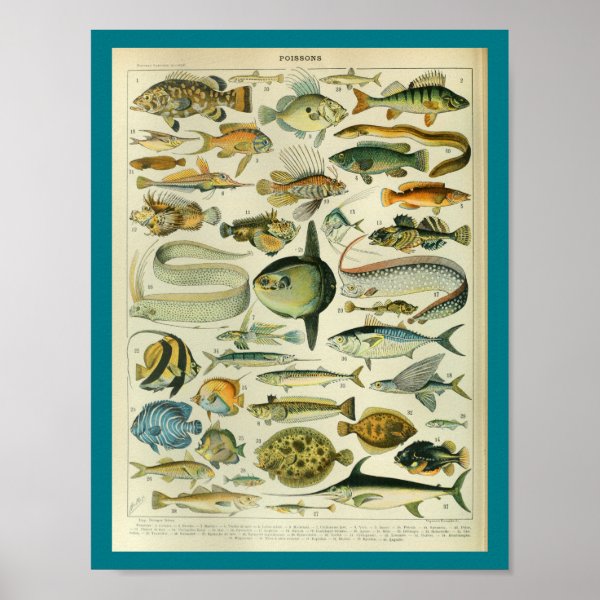 Posters & Affiches Poissons | Zazzle.fr