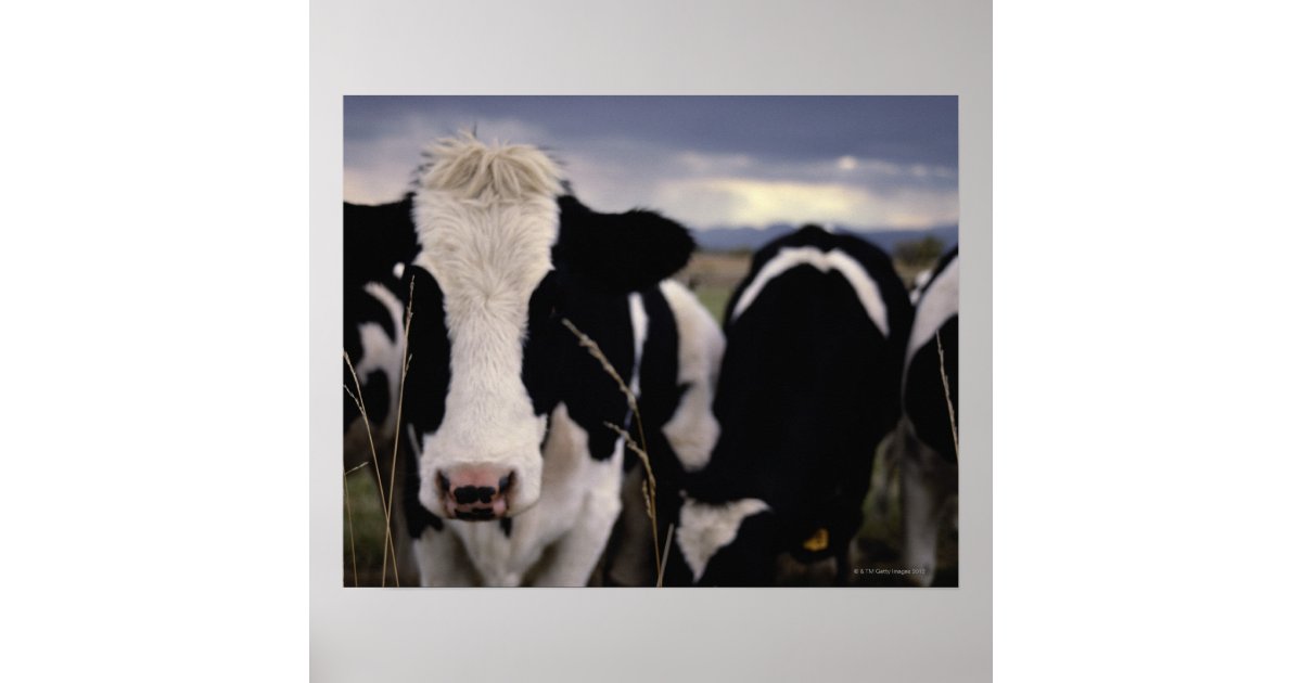 Affiche Vaches 3 | Zazzle.fr