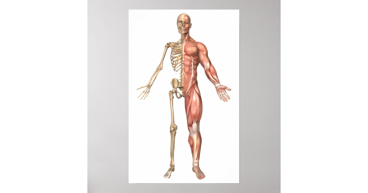 Affiches Le Squelette Humain Et Le Système Musculaire, Avan | Zazzle.fr