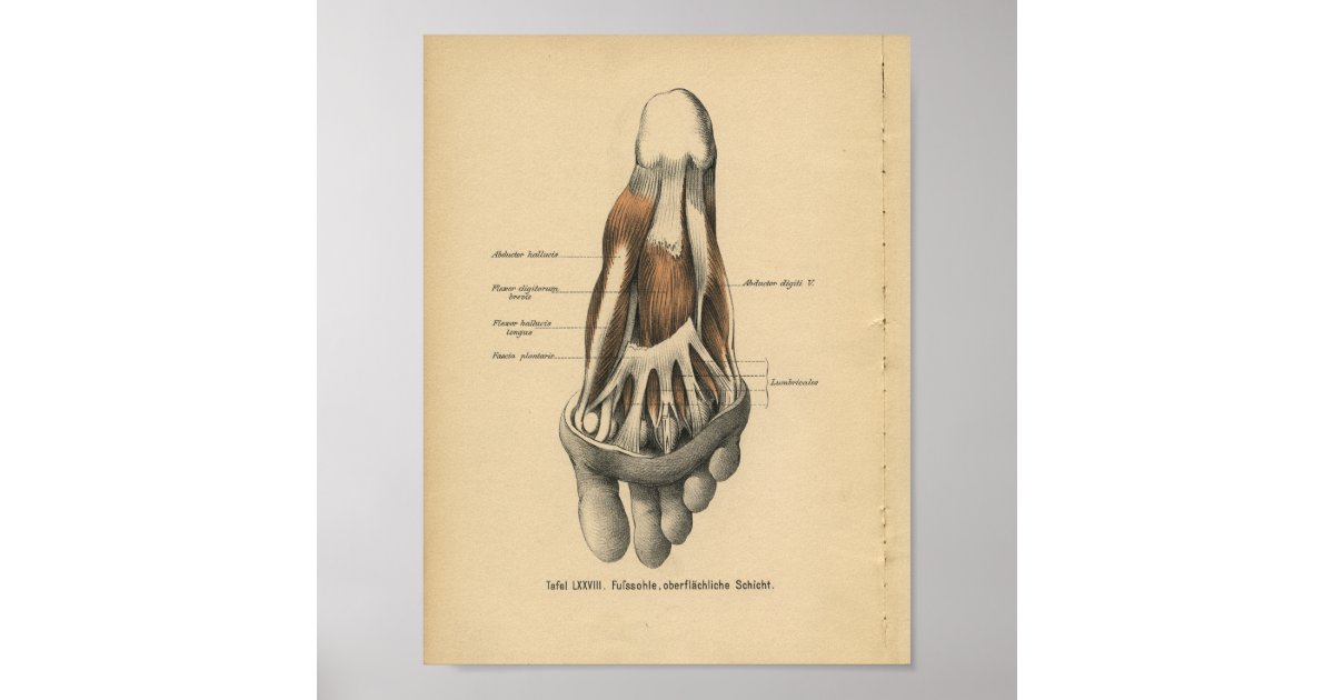 Affiches Vintage 1888 German Anatomy Print Foot Toes | Zazzle.fr