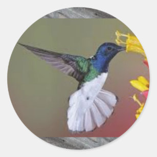 Autocollants & Stickers Colibri Et Fleur | Zazzle.fr