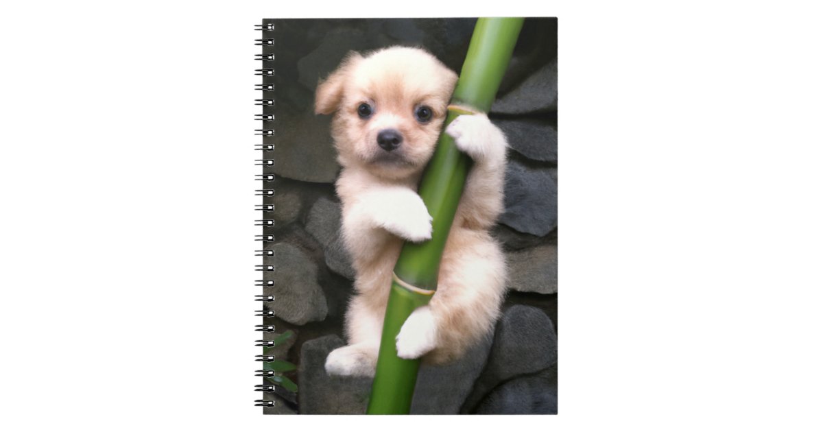 Carnet Caderno Espiral Gaejook 개 죽 이 | Zazzle.fr