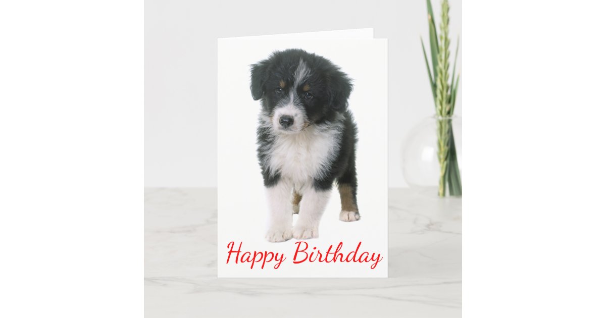 Carte Australian Shepherd Happy Birthday Puppy Dog | Zazzle.fr