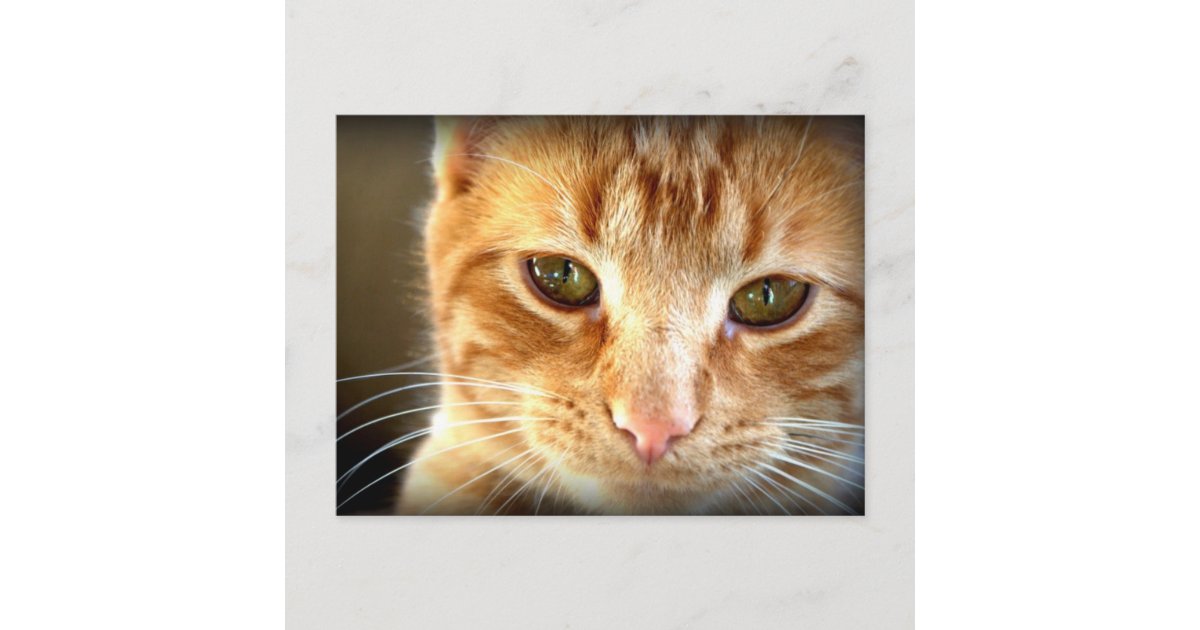 Carte postale de chat tabby jaune | Zazzle.fr