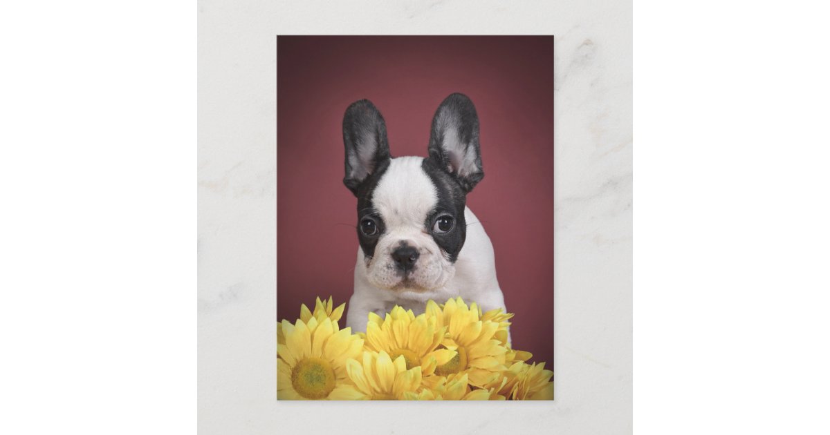 Carte Postale Frenchie - chiot de bouledogue français | Zazzle.fr