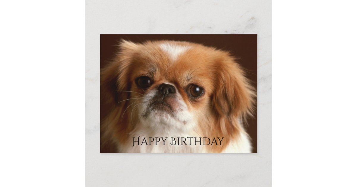 Carte Postale Happy Birthday Pekingese Red Brown Puppy Dog Black ...