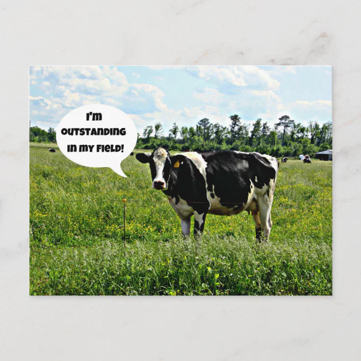 Carte Postale Humour de vache | Zazzle.fr
