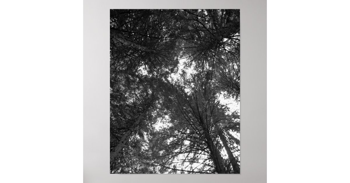 Cedar Tree Black and White Nature Forest Poster | Zazzle.fr
