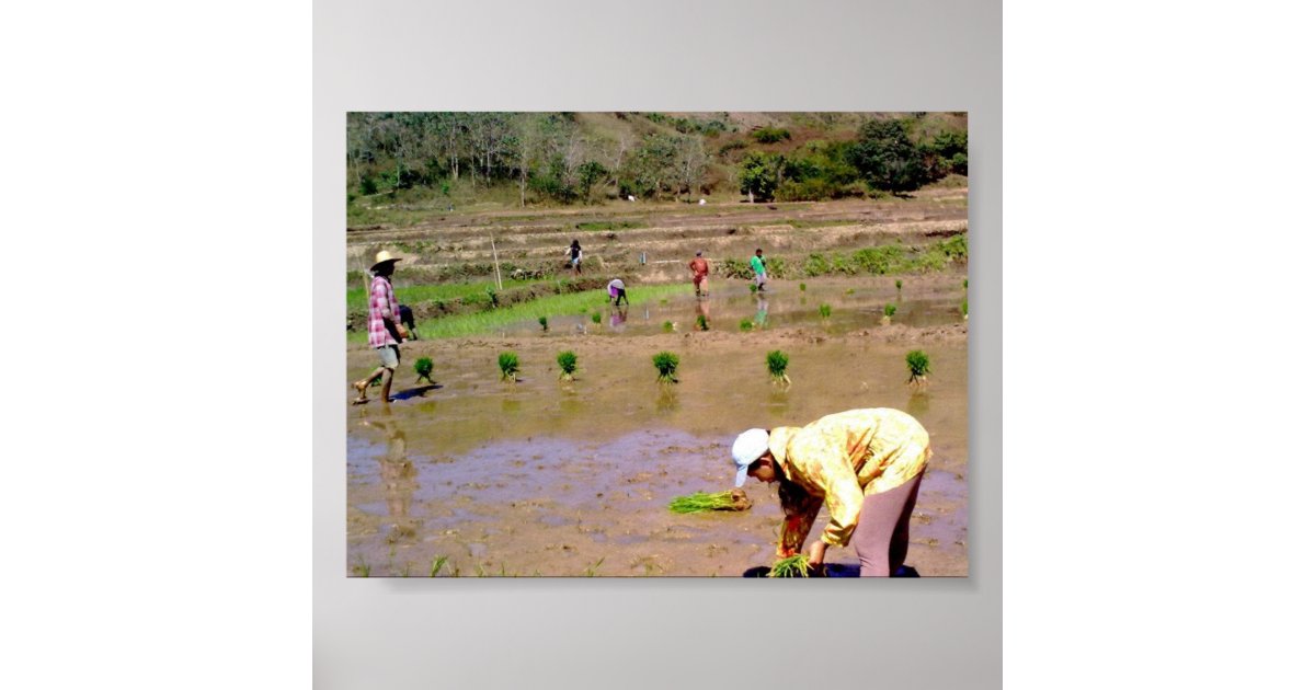In The Rice Field - Ilocos, Philippines Poster | Zazzle.fr