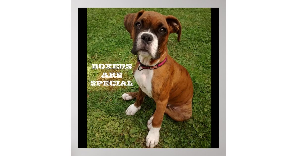 LES BOXERS SONT UNE affiche spéciale | Zazzle.fr