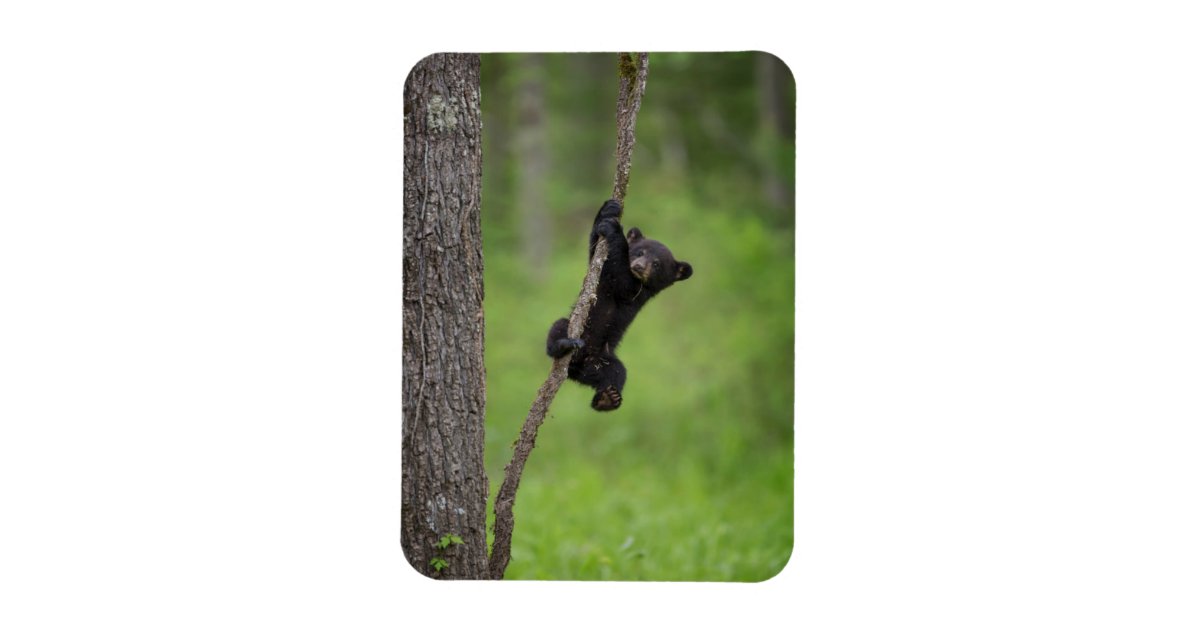 Magnet Flexible Black Bear Cub jouant sur le membre de l'arbre | Zazzle.fr