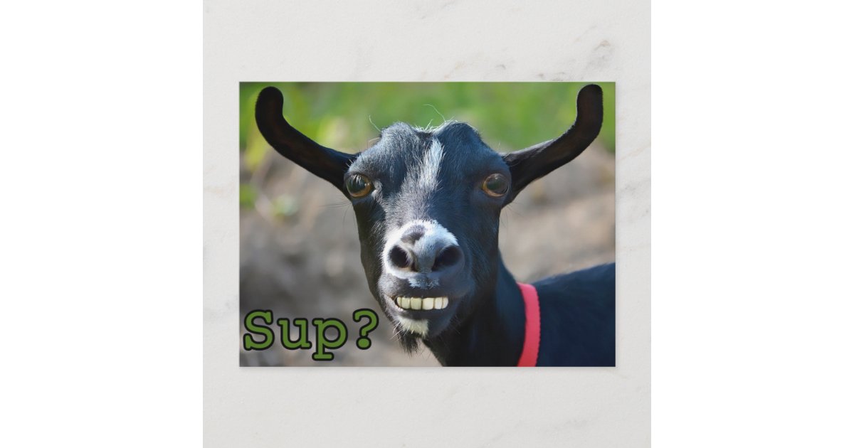 Mème de chèvre drôle souriant Big carte postale | Zazzle.fr