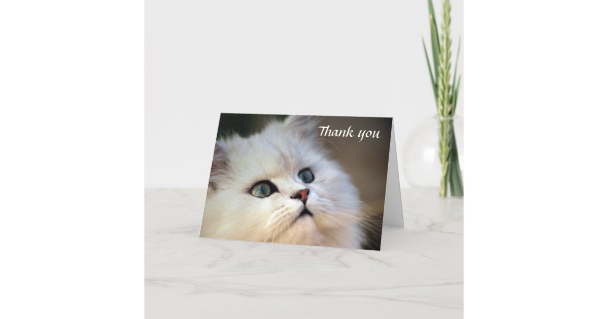 Merci - Kitten | Zazzle.fr
