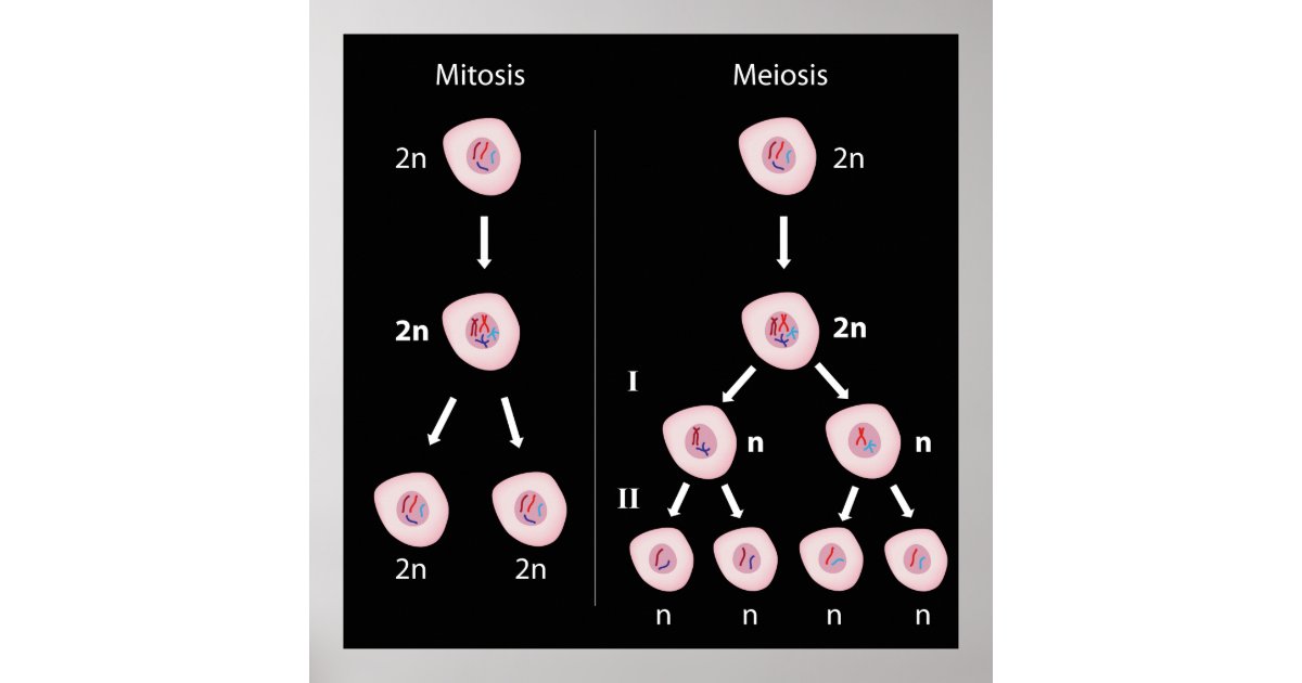 Mitosis versus meiosis Poster | Zazzle.fr