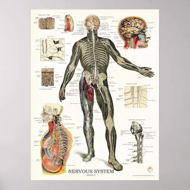 Nervous System Spinal Nerves Anatomy Poster | Zazzle.fr