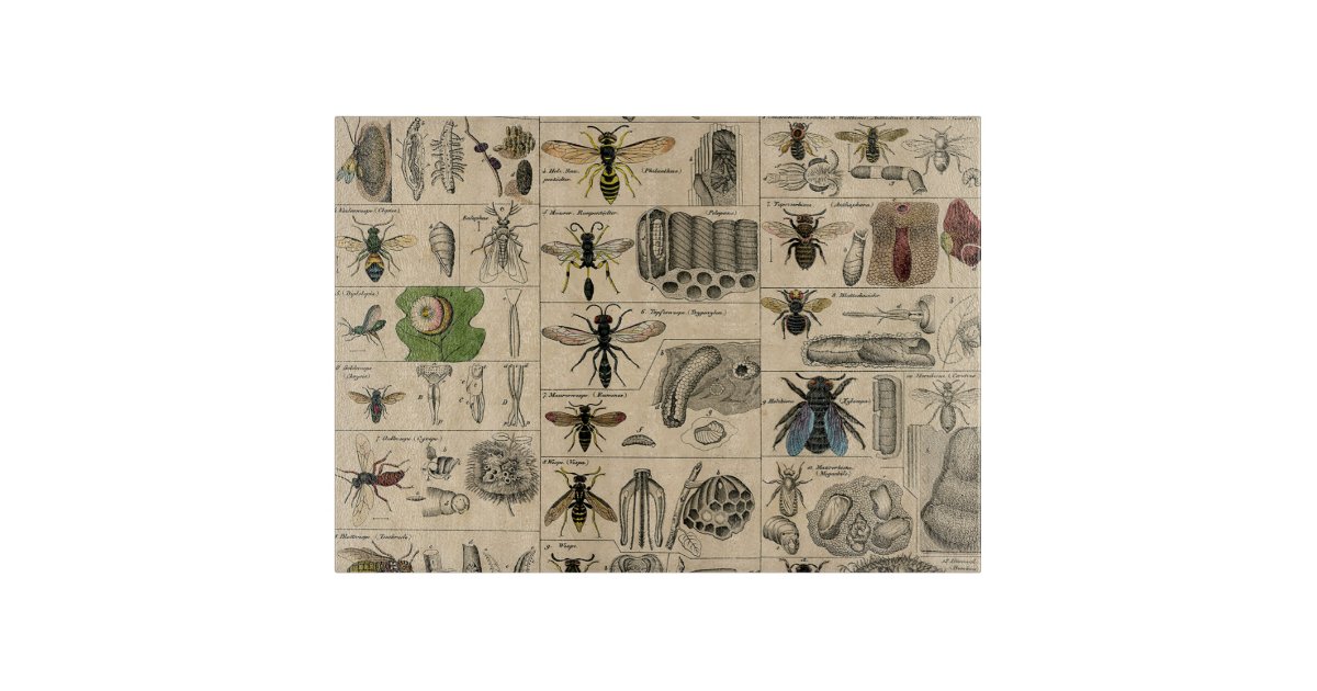 Planche À Découper Abeille Insecte Bug Wasp Histoire naturelle abeill ...