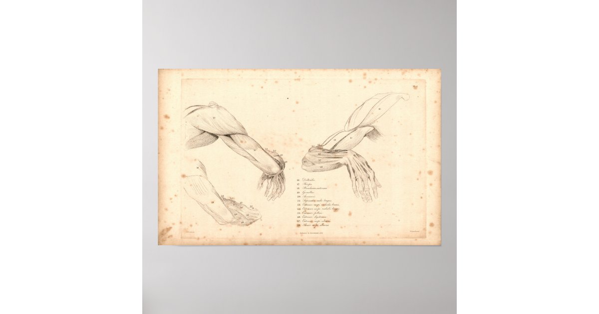 Poster 1833 Muscles de Bras Anatomie Vintage Imprimer | Zazzle.fr