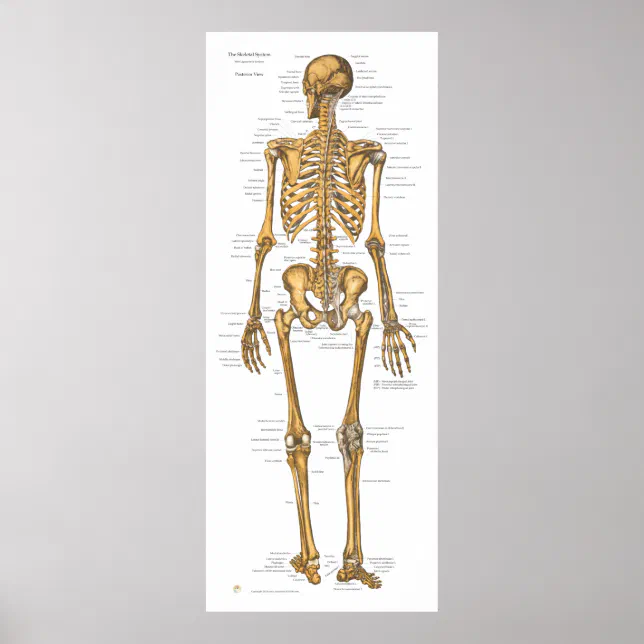 Poster Carte d'anatomie du système de squelette humain | Zazzle.fr