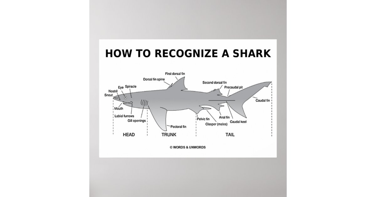 Poster Comment Reconnaître Un Requin (Humour Biologique) | Zazzle.fr