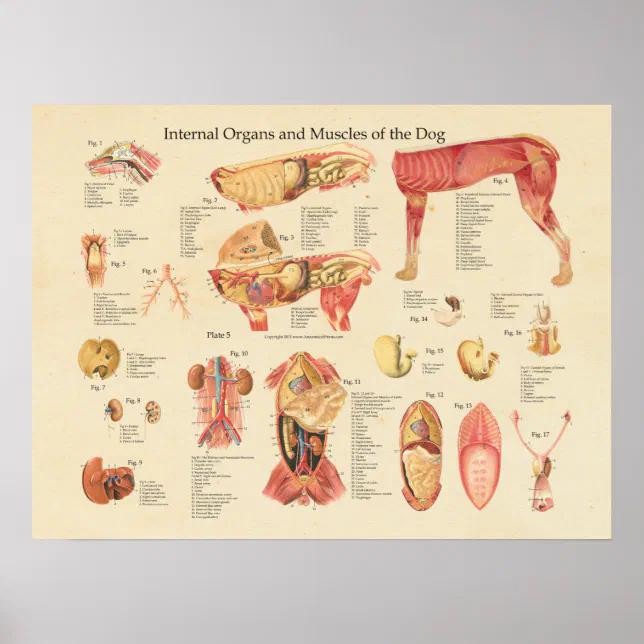 Poster Dog Internal Organ Anatomy Wall Chart | Zazzle.fr