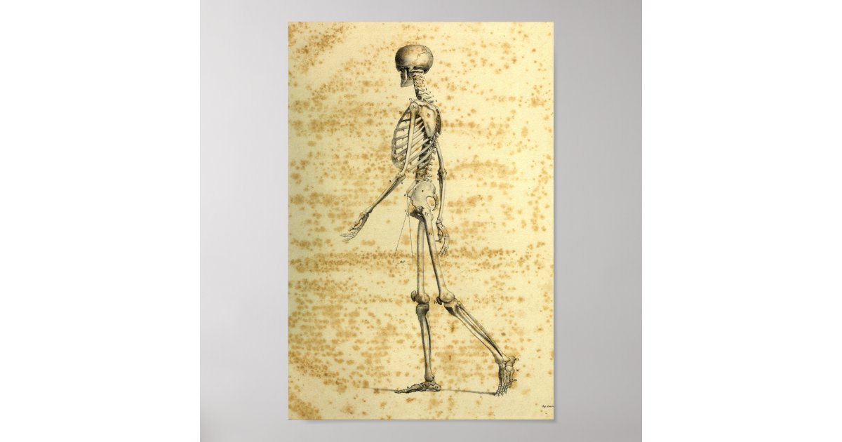 Poster Imprimer l'anatomie du squelette humain vintage 18 | Zazzle.fr