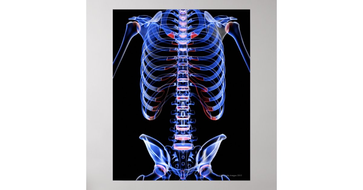 Poster Os du tronc 2 | Zazzle.fr