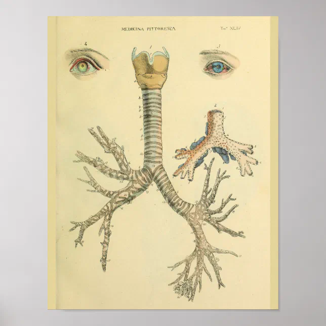 Poster Trachea Airway Bronchi Yeux Anatomie Art Imprimer | Zazzle.fr