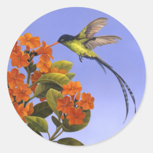 Autocollants & Stickers Colibri Et Fleur | Zazzle.fr